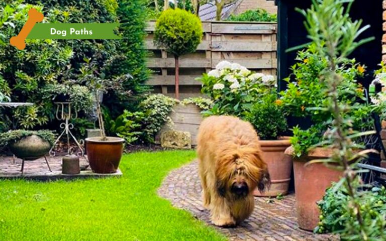 Dog-Friendly Landscaping for your backyard - Discover the yard